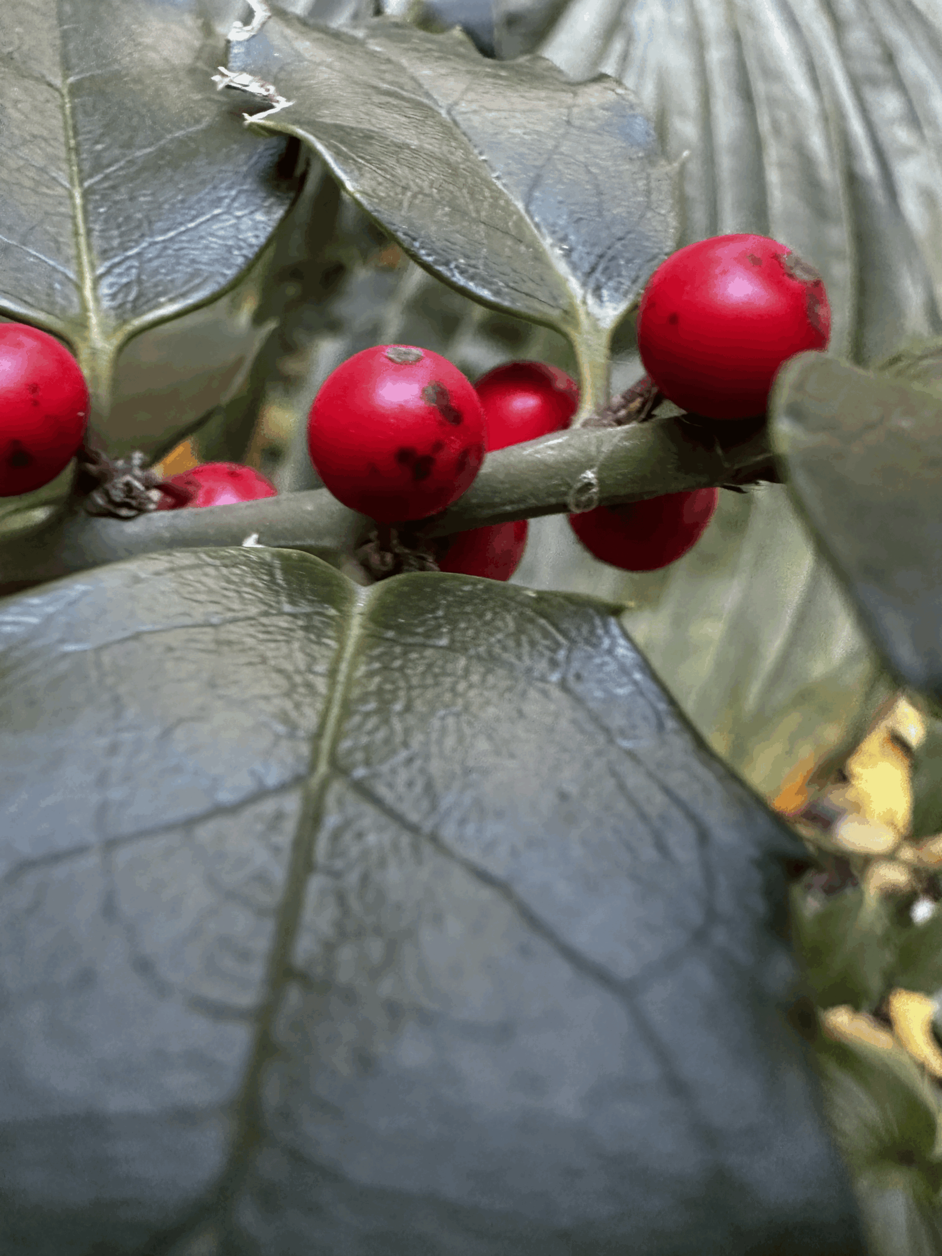 language loop class schedule | december 2025 – language loop